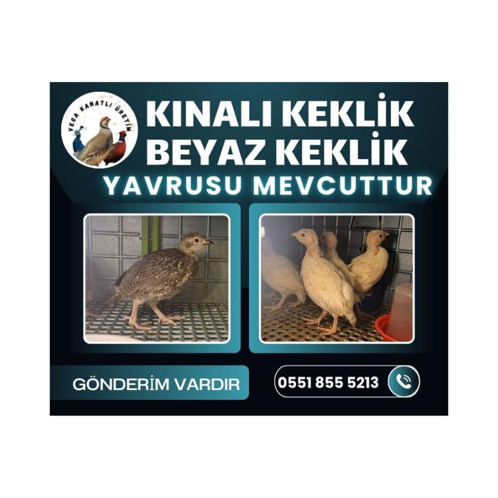Kınalı Keklik Ve Beyaz Keklikler | Petcim.com - 1217849