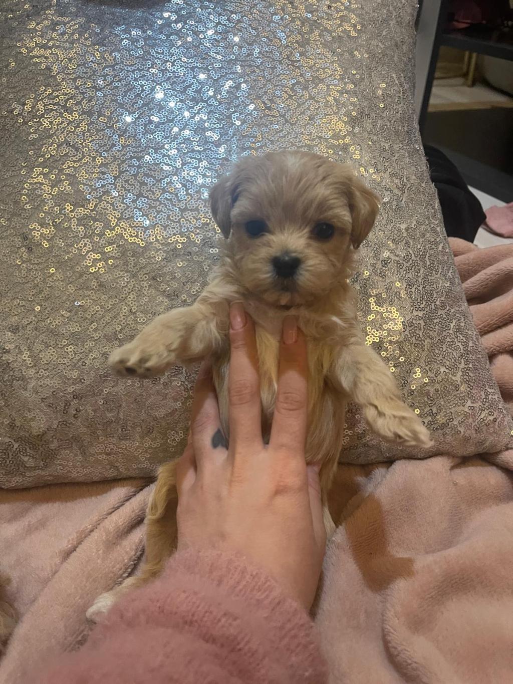 Baby Face Maltipoo Korekan Yavrular | Petcim.com - 1186320