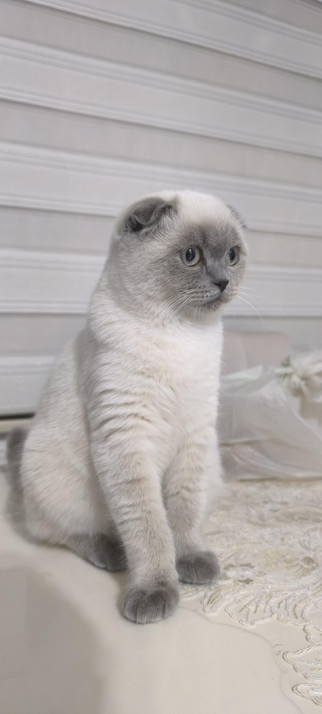 Blue Point Scottish Fold | Petcim.com - 1204427