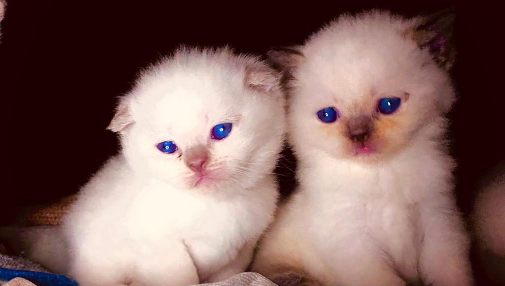 Scottish Fold Blue Point Ve British Blue Point | Petcim.com - 737165