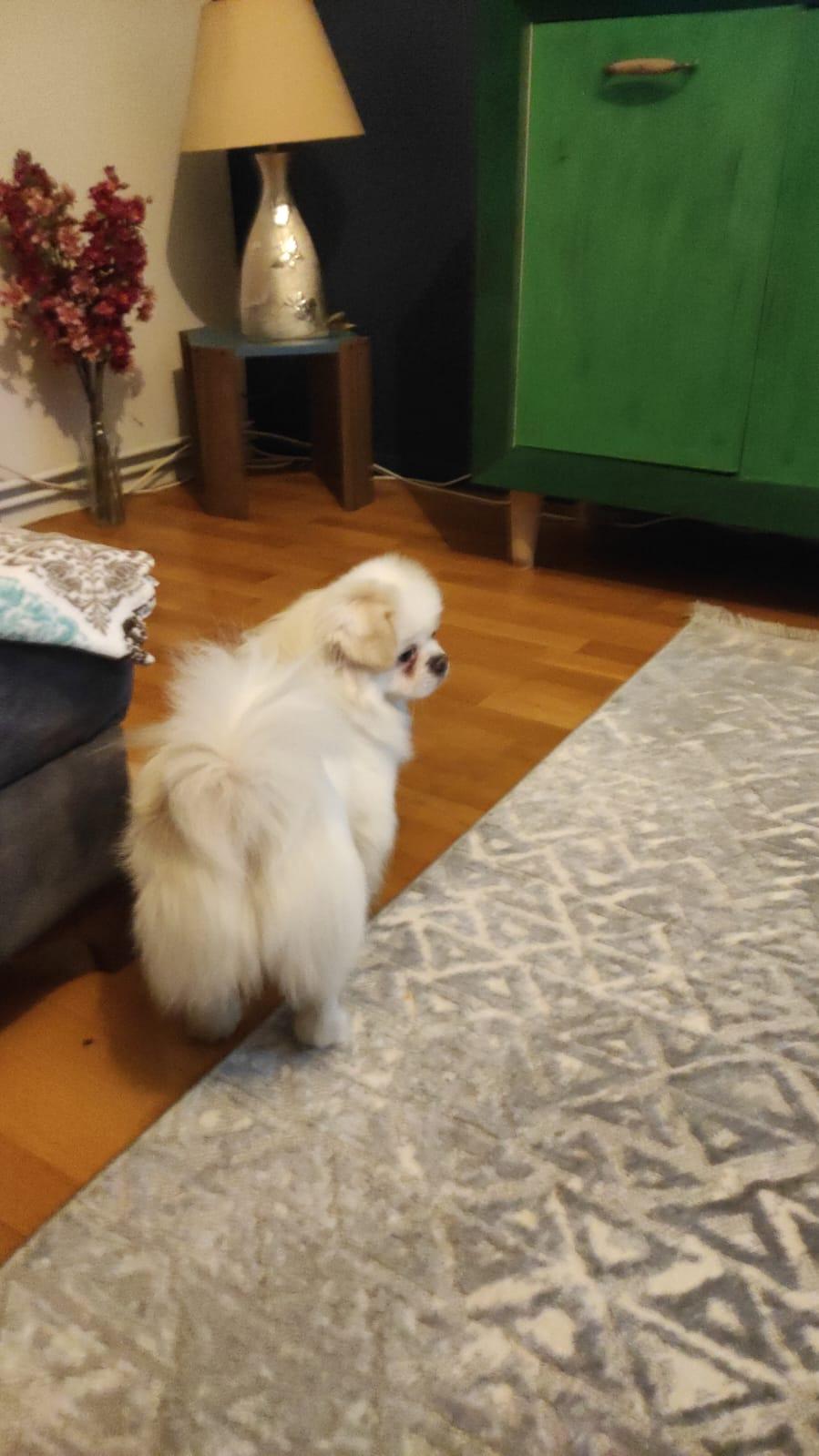 Erkek İmperial Pekinez | Petcim.com - 912923