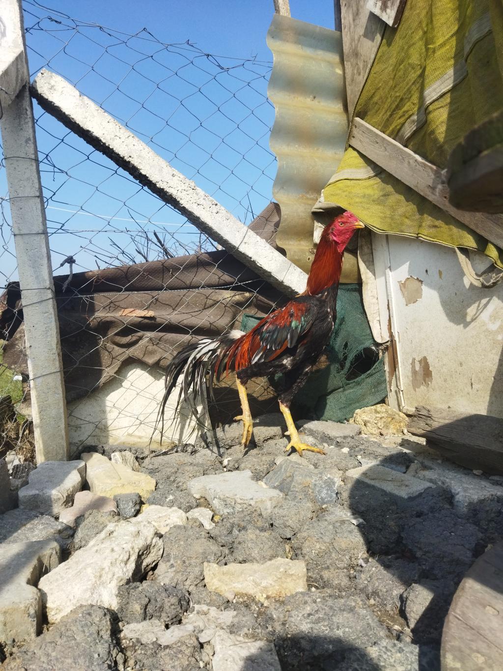 Hint Horozu Sahiplendirilecek | Petcim.com - 714056