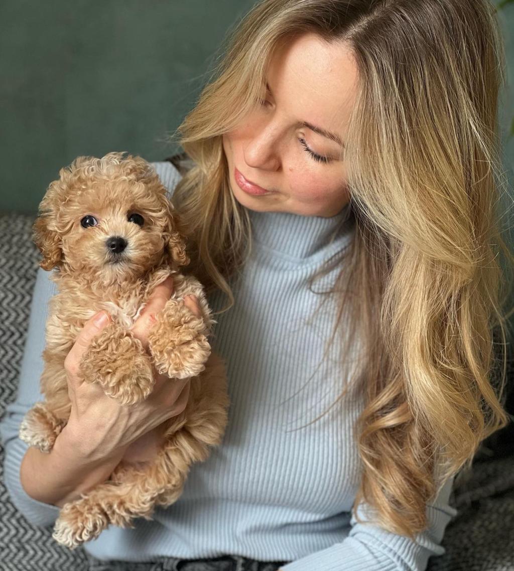 0 Boy Teacup Garantili Maltipoo Bebekler | Petcim.com - 1080550