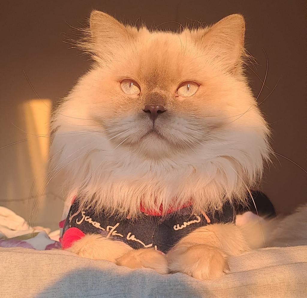 Yetişkin Şecereli British Longhair As1133 Erkek | Petcim.com - 1100280