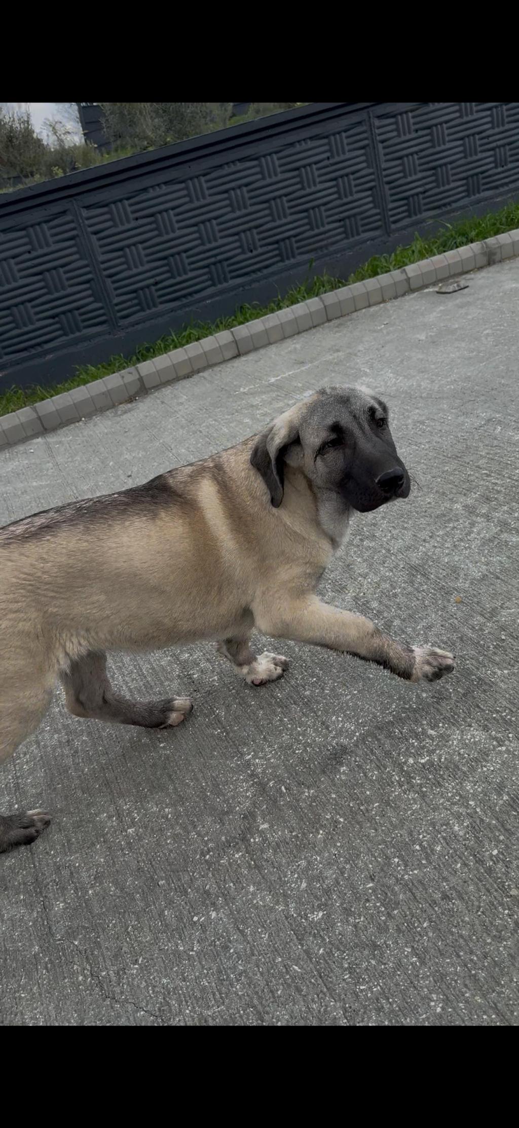 3 Aylık Dişi Kangal | Petcim.com - 1323953
