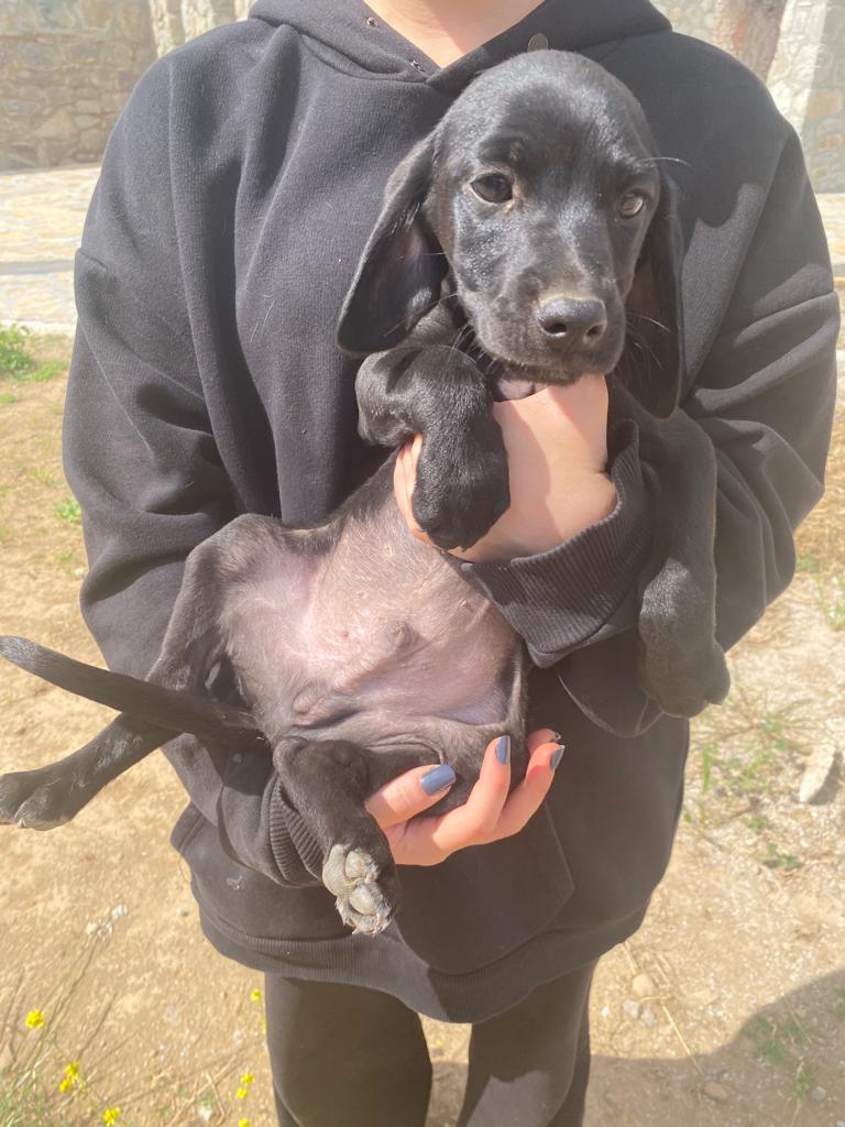 Annesi Cocker Baba Pointer | Petcim.com - 772470