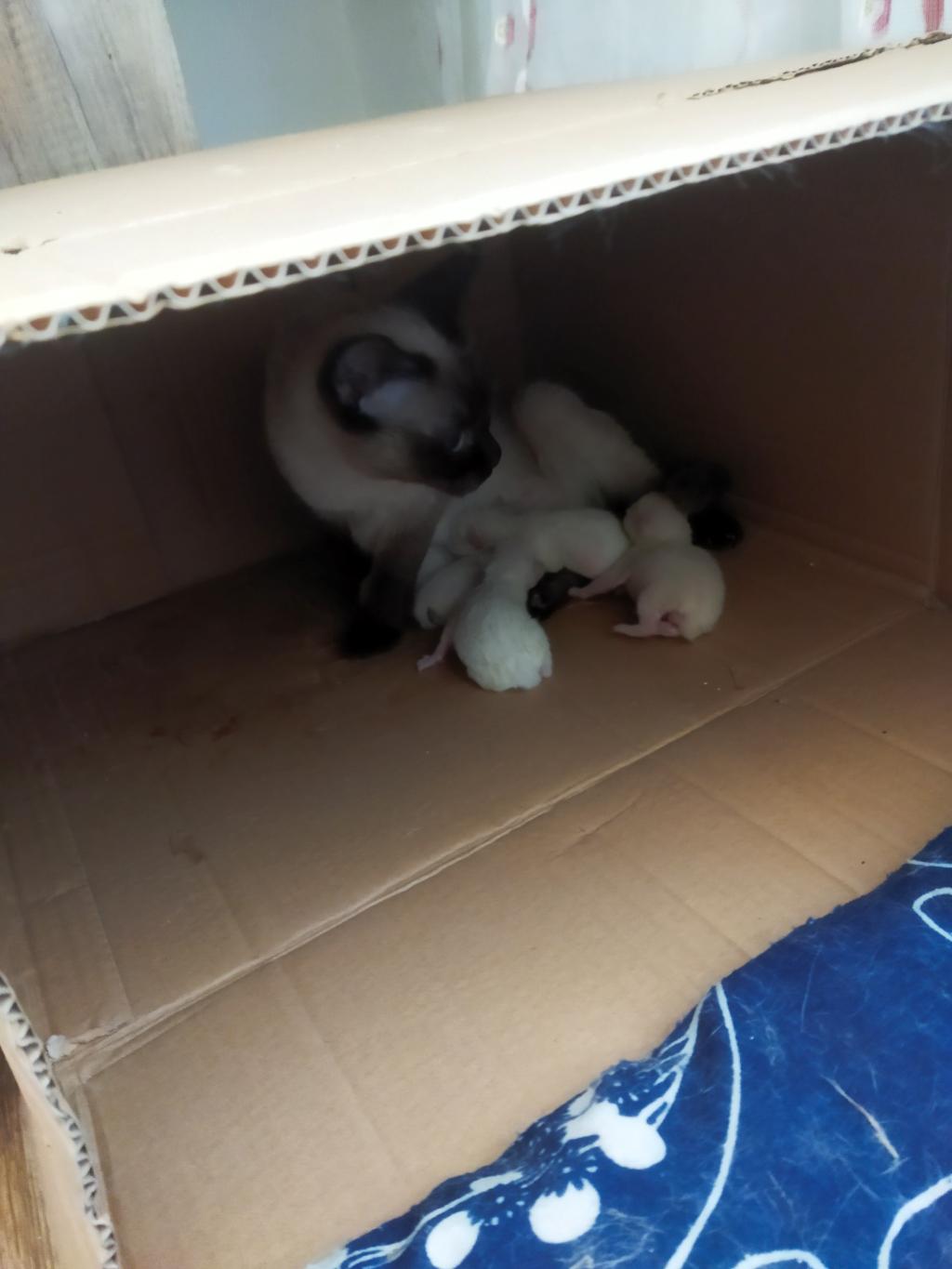 Orjinal İrk Garantili 2 Aylık Siyam Kedisi Yavrular | Petcim.com - 840174