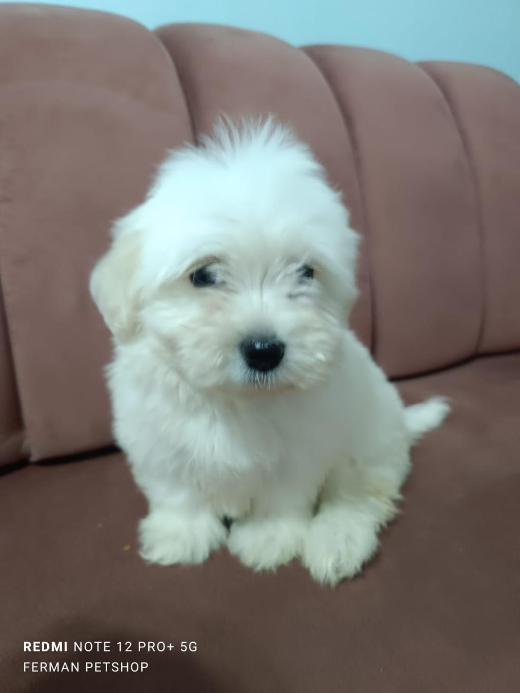 Maltese 5 Şivava Yavrularımız | Petcim.com - 1099311