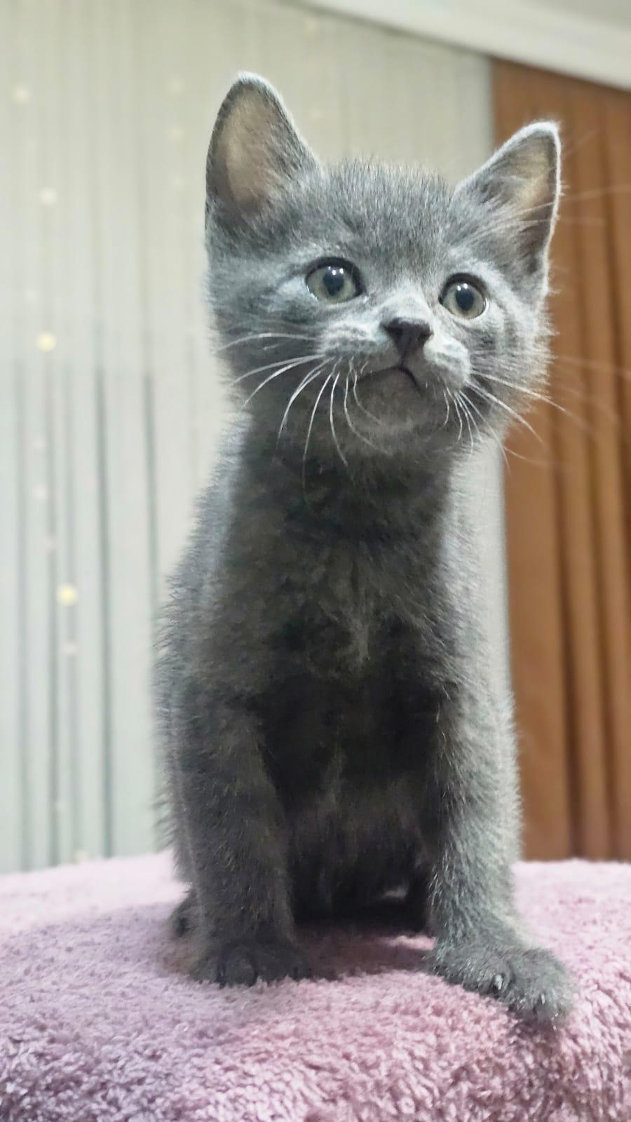 Brıtısh Schootısh Ve Blue Point Yavrular | Petcim.com - 1317806