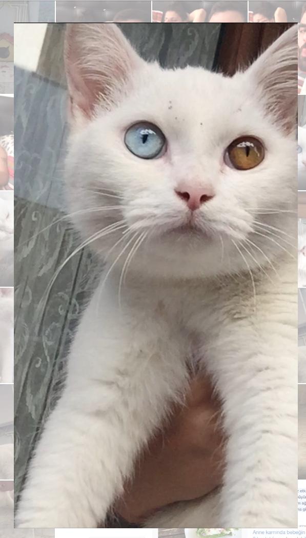 Orijinal Van Kedisi | Petcim.com - 901262