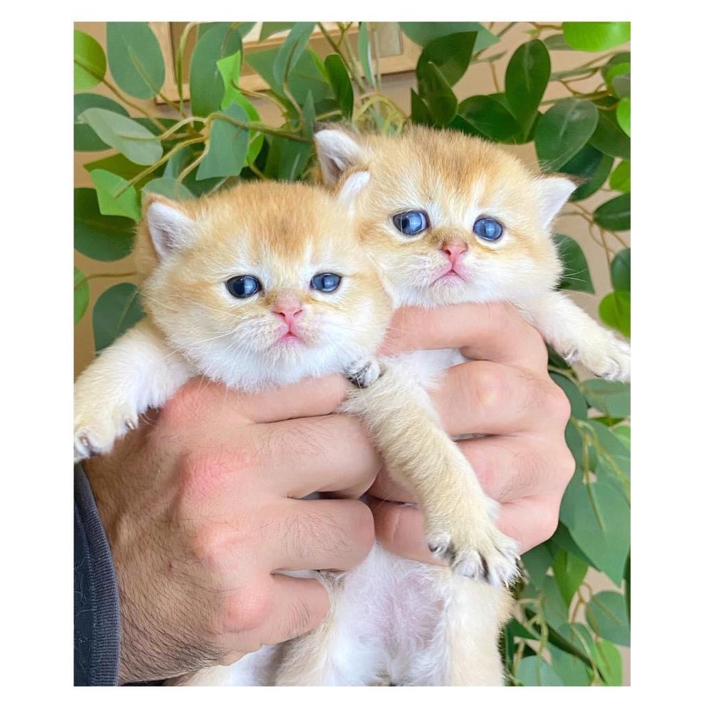 Muhteşem Golden British Shorthair Yavruları | Petcim.com - 865293