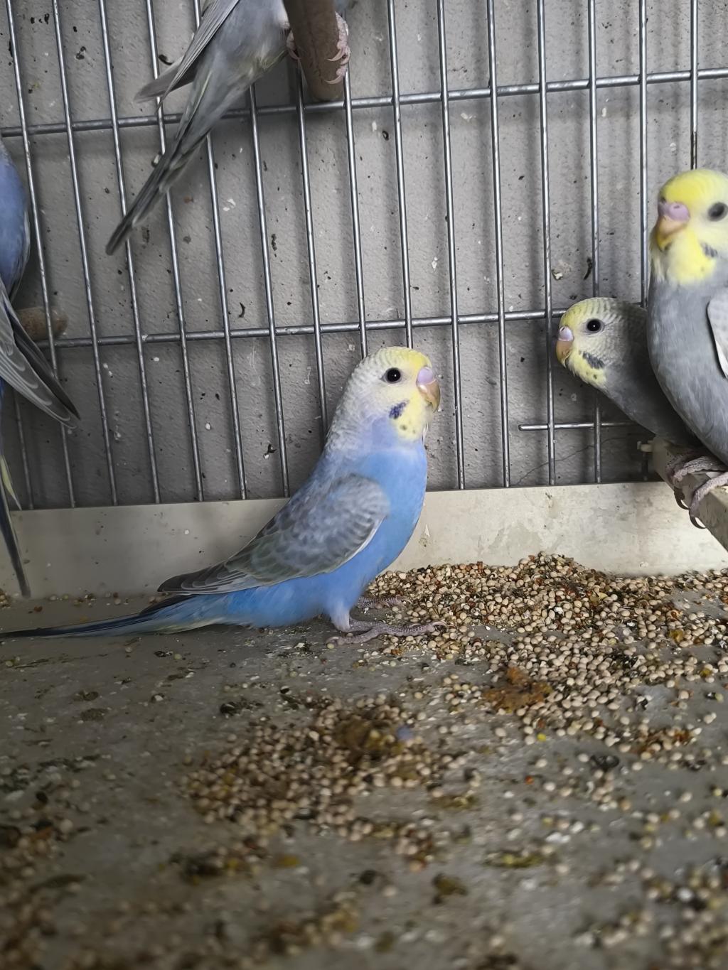 Rainbow Muhabbet Kuşu Yeni Yeme Düşmüş Yavrular | Petcim.com - 1310333