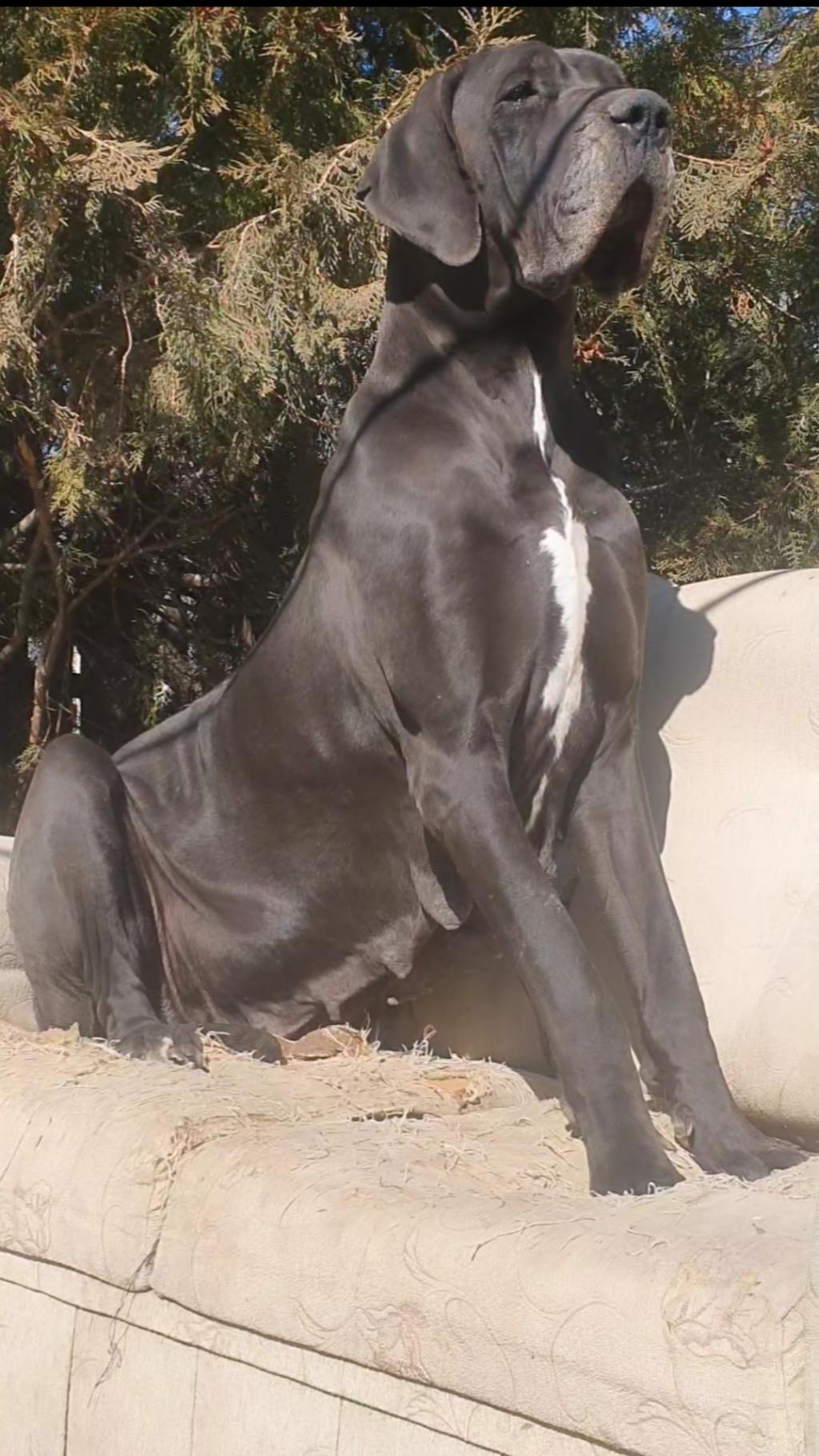Great Dane A Şecereli Danua | Petcim.com - 1207185