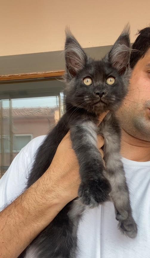 Xxxl Siyah Duman Dev Kız Maine Coon | Petcim.com - 1266029