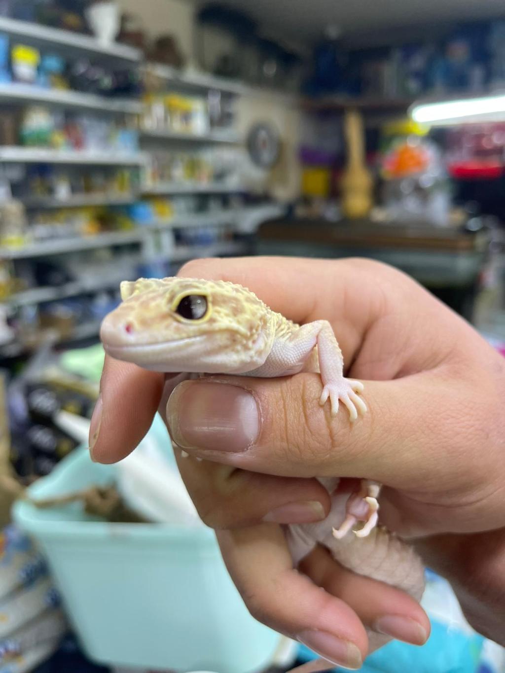 Leopar Gecko | Petcim.com - 740397