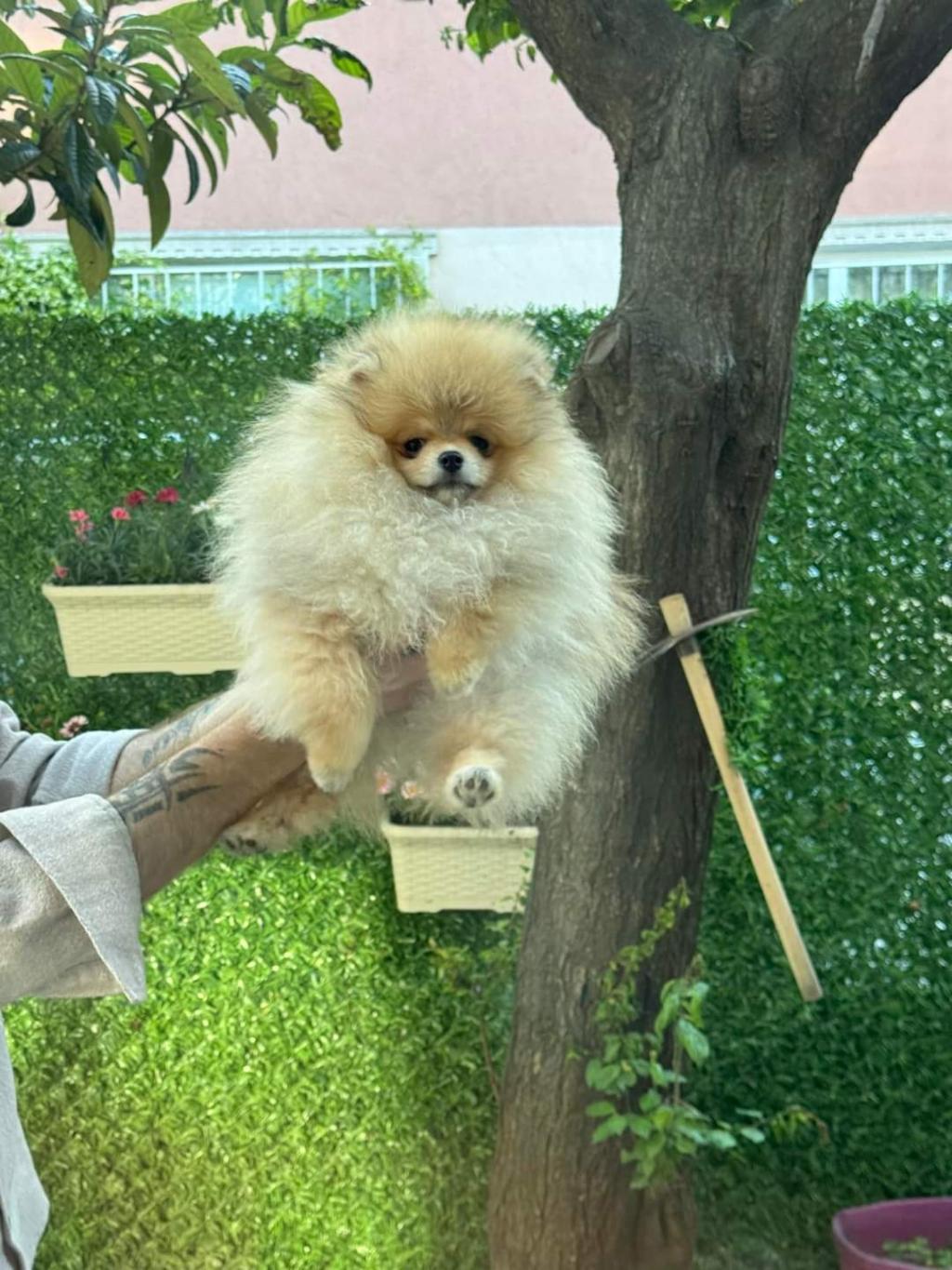 Pomeranian Boo Yavrumuz | Petcim.com - 1026727