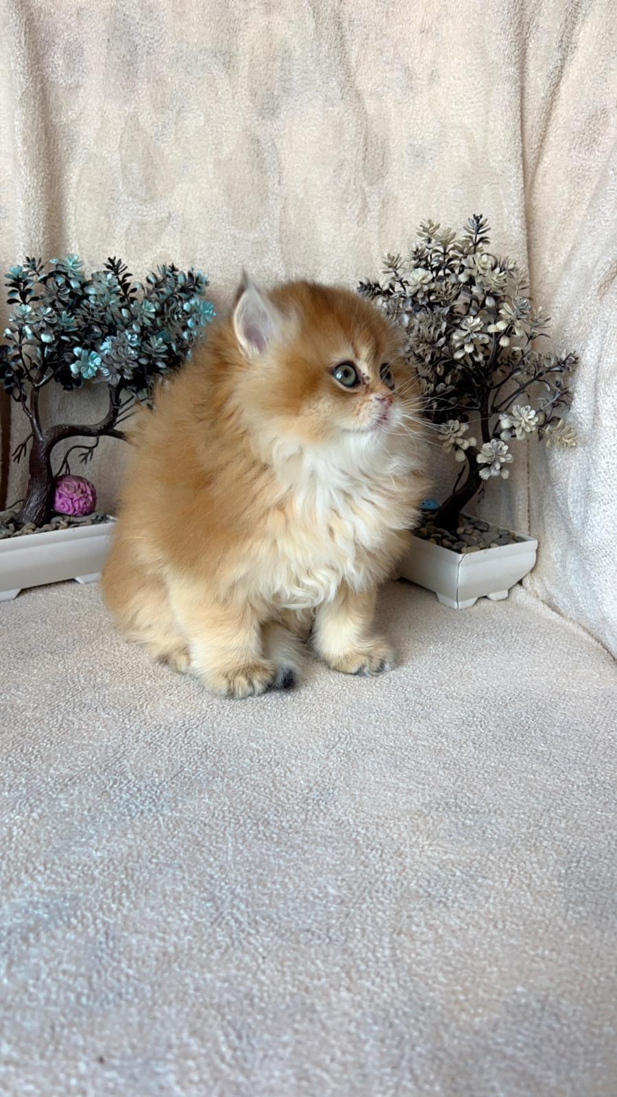 British Longhair Dişi Ny11 | Petcim.com - 1151557