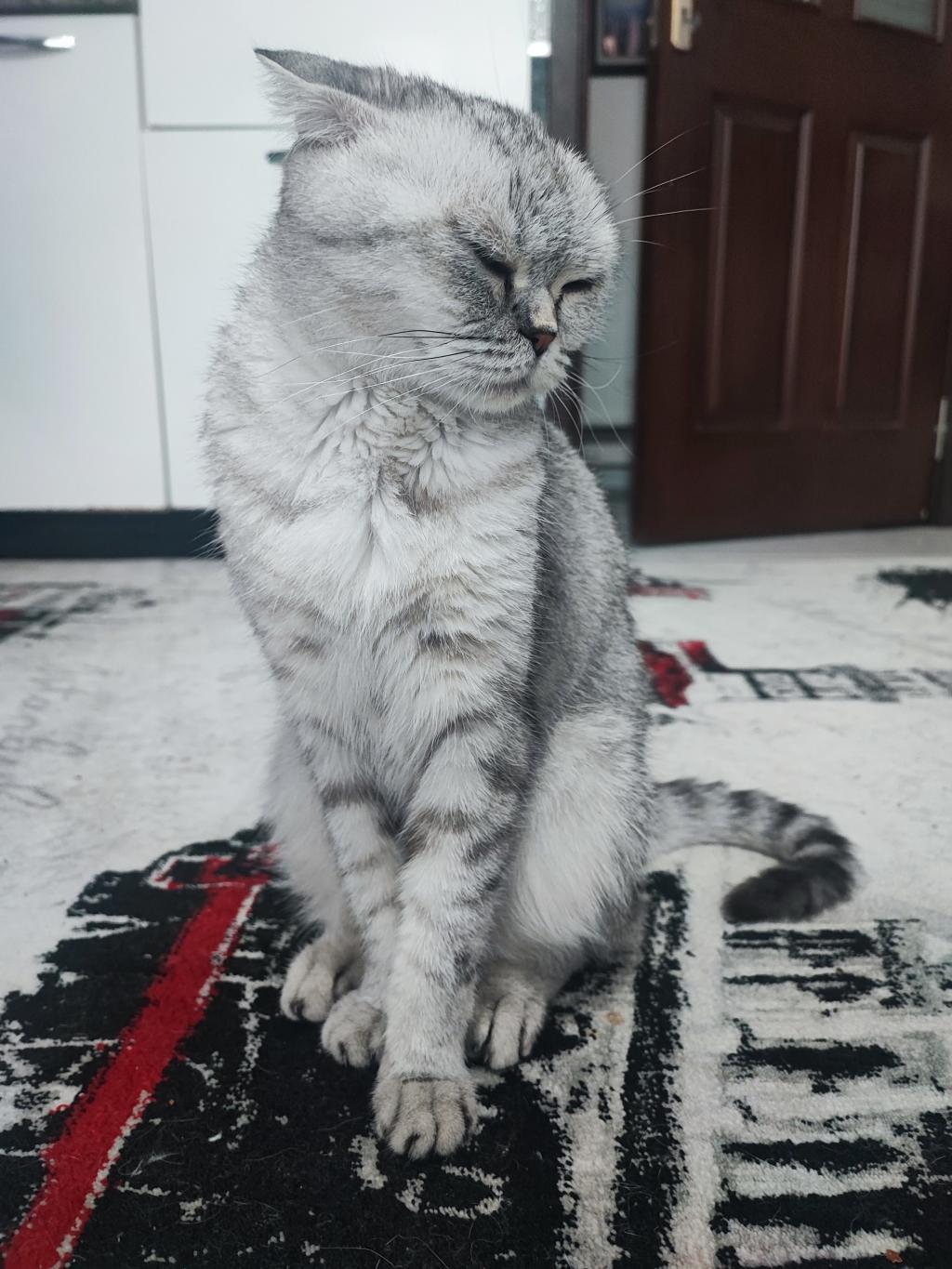 4 Yaşında Scottish Dişi, Sağlıklı Ve Çok Uysal | Petcim.com - 1323974