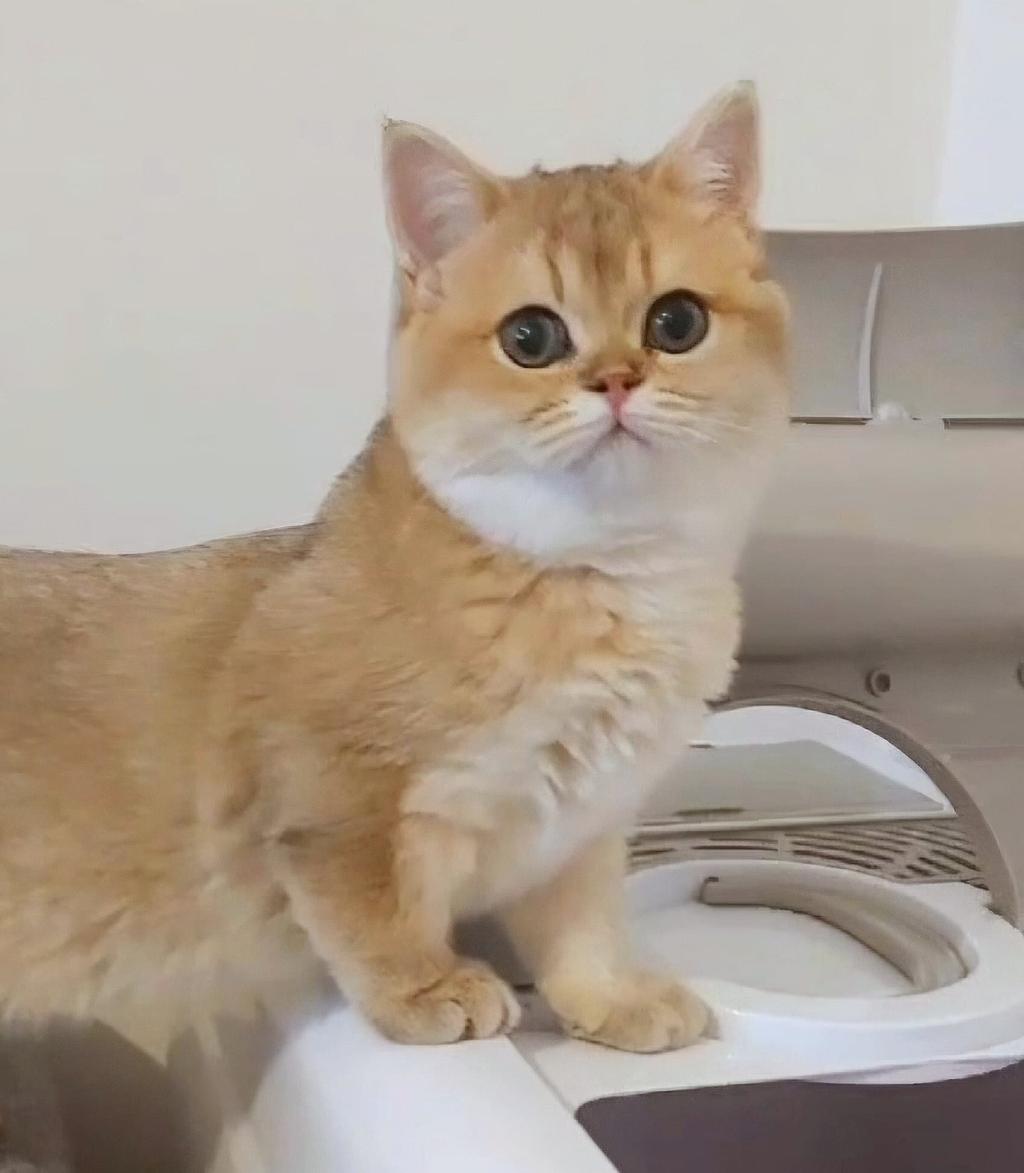 British Shorthair Safkan Ny11 | Petcim.com - 1197155