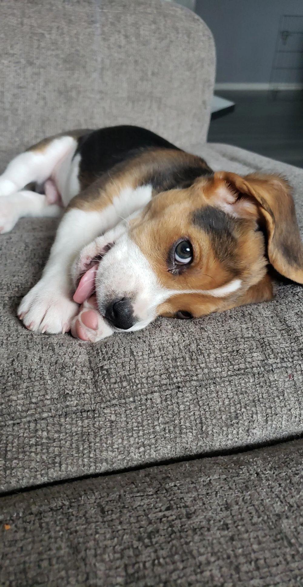 Elizabeth Beagle Three Color Safkan Orijinal Garantili | Petcim.com ...