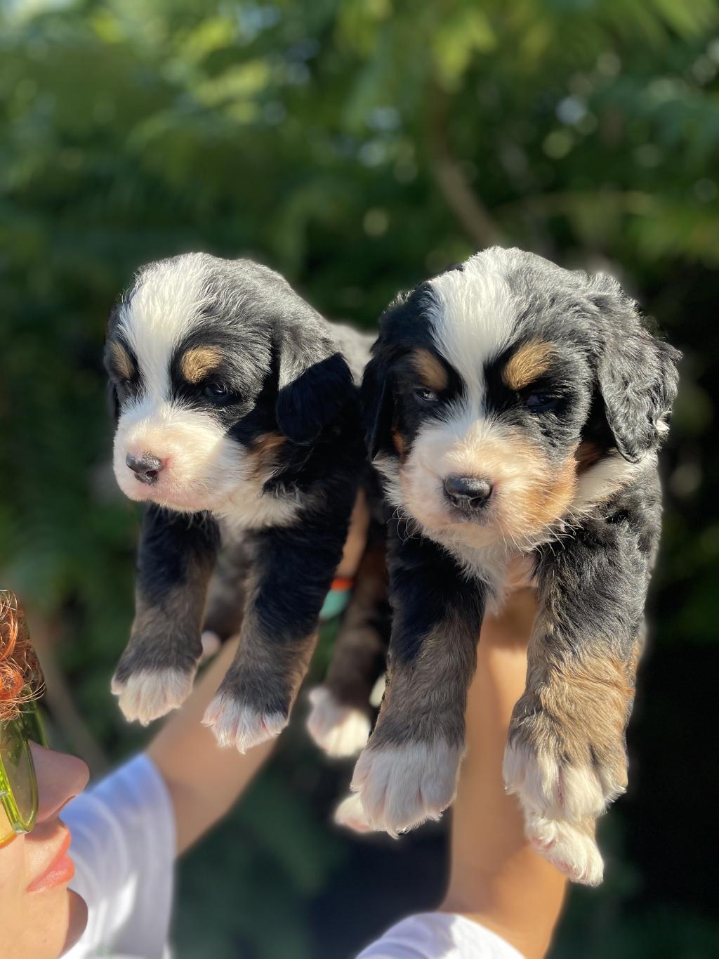 Mükemmel Bernese Dağ Köpeği Yavrular | Petcim.com - 1076036