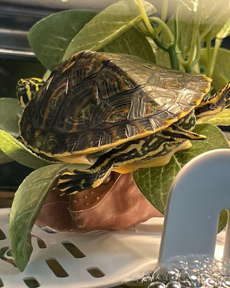 Su Kaplumbağası Donatello Yavrusu | Petcim.com - 1317928