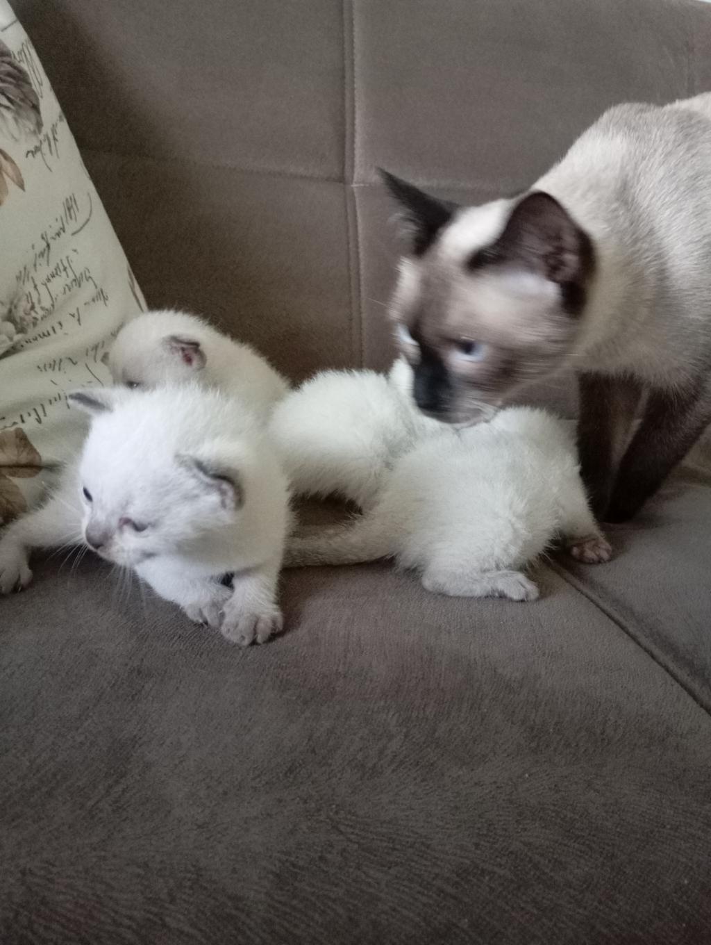 Scottish Fold Baba Siyam Anne Ve Yavruları | Petcim.com - 1040730