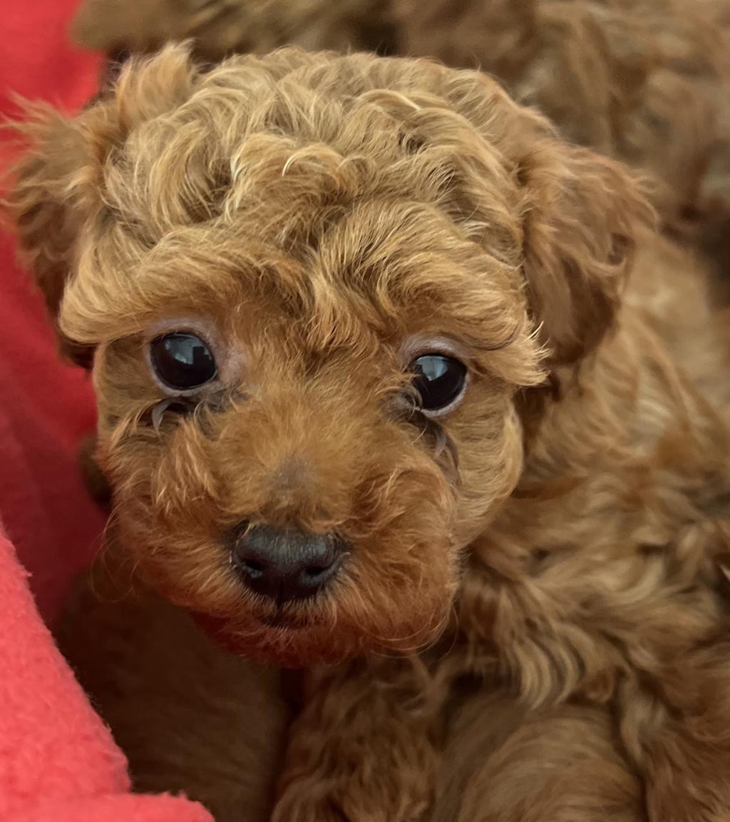 Oyuncak Boy Orjinal Kore Kan Toy Poodle Dışı Yavrularımız | Petcim.com ...