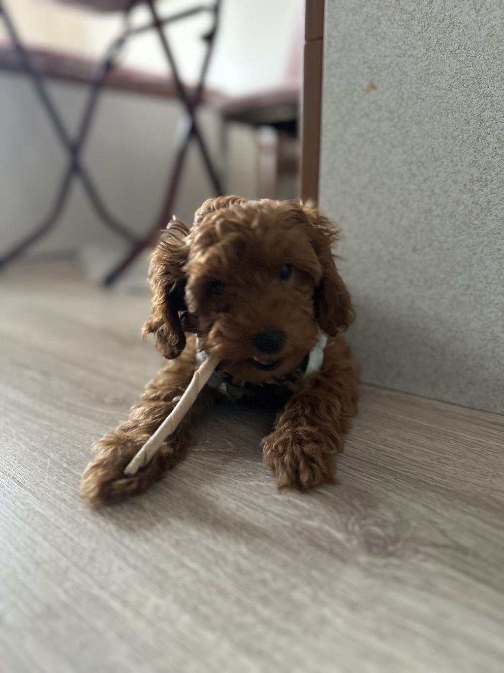 Dişi 75 Günlük Toy Poodle | Petcim.com - 1324868