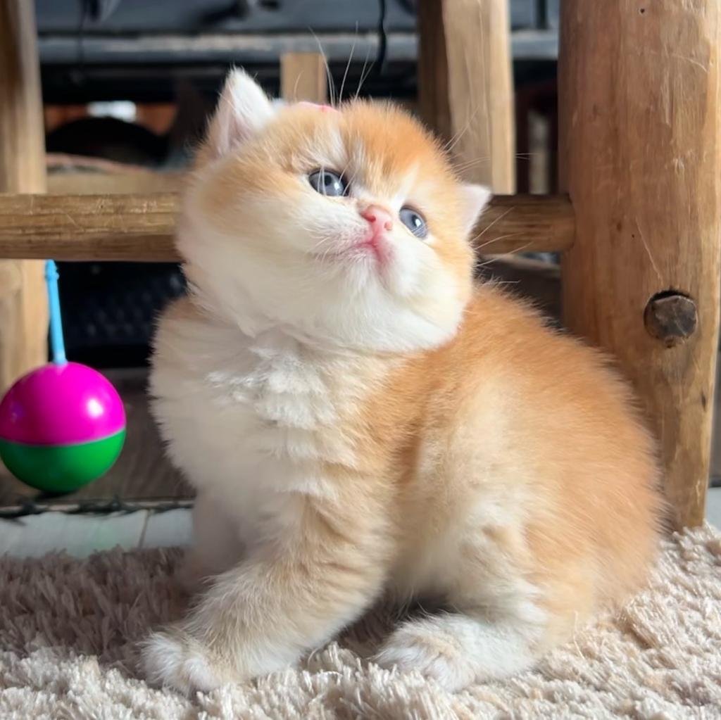 Saf Kan Golden British Shorthair Yavrular Wcf Şecereli | Petcim.com ...