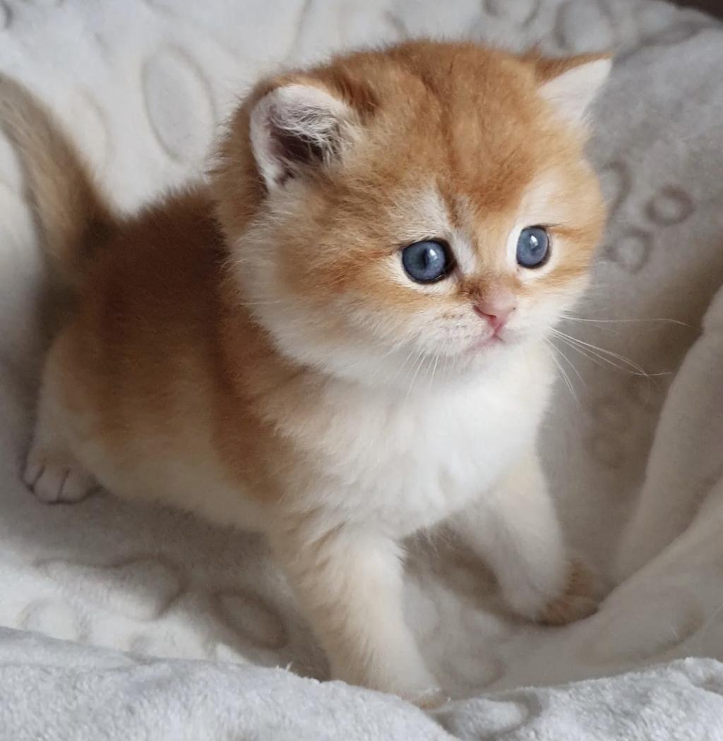 Golden Shell Shaded Ny11 Ny12 British (Açıklamayı Okuyun) | Petcim.com ...