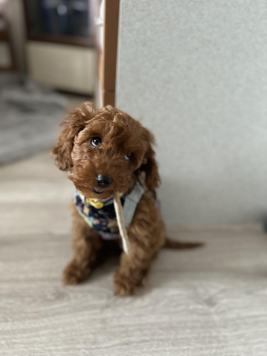 Dişi 75 Günlük Toy Poodle | Petcim.com - 1324868