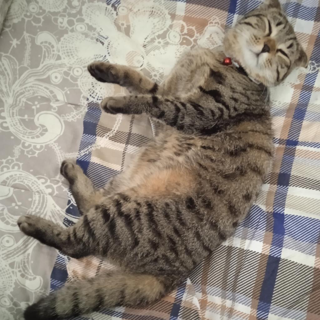 Scottish Fold Ve Norveç Orman Kedisi Melezi | Petcim.com - 756497
