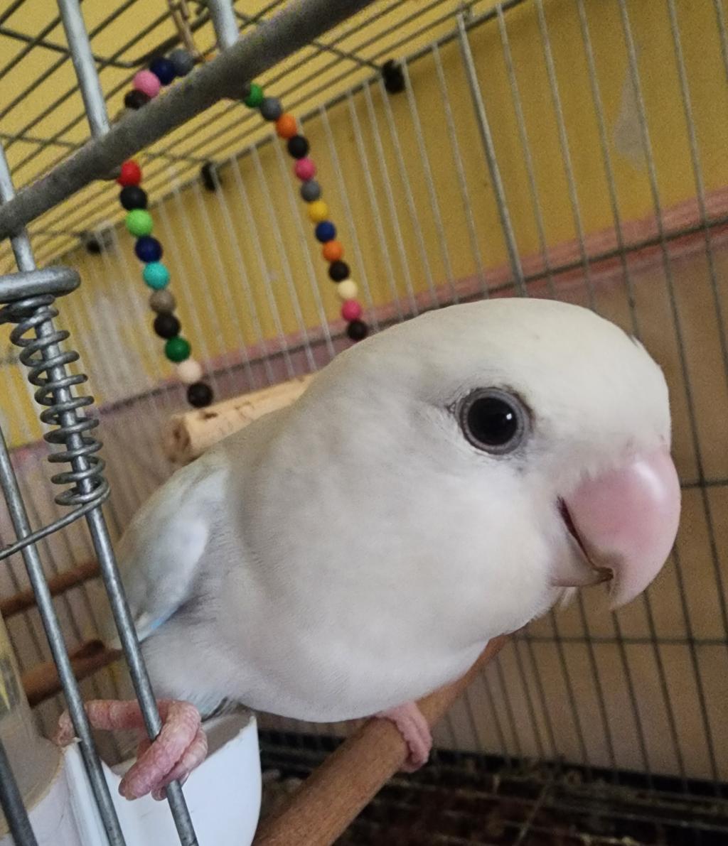 Yüksek Mutasyon Albinolu Sevda Papağanı Takımı | Petcim.com - 1308682