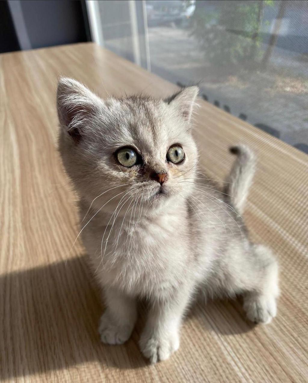 Saf Kan British Silver | Petcim.com - 1049136