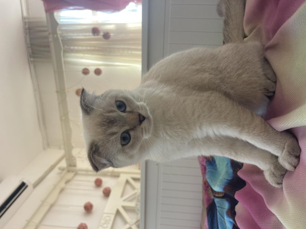 Blue Point Yavru Kedim | Petcim.com - 1281298