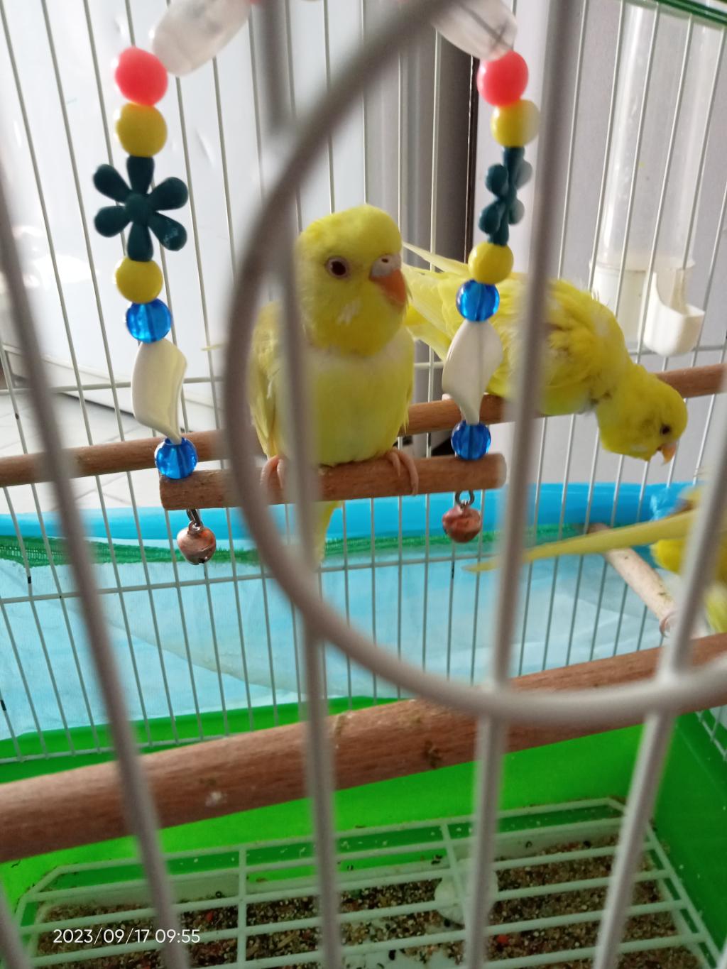 İki Çift Lutino Albino Sarı Muhabbet Kuşu | Petcim.com - 866851