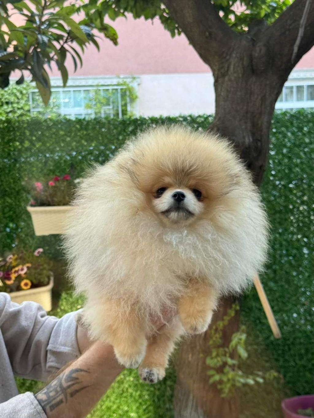 Pomeranian Boo Yavrumuz | Petcim.com - 1026727