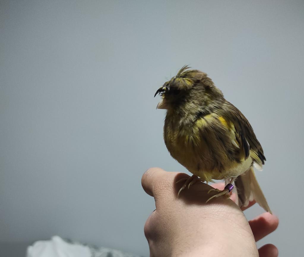 Gloster Kanarya 9 Aylık Çift | Petcim.com - 765361