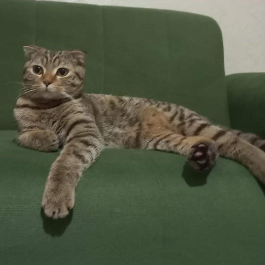 Scottish Fold Ve Norveç Orman Kedisi Melezi | Petcim.com - 756497