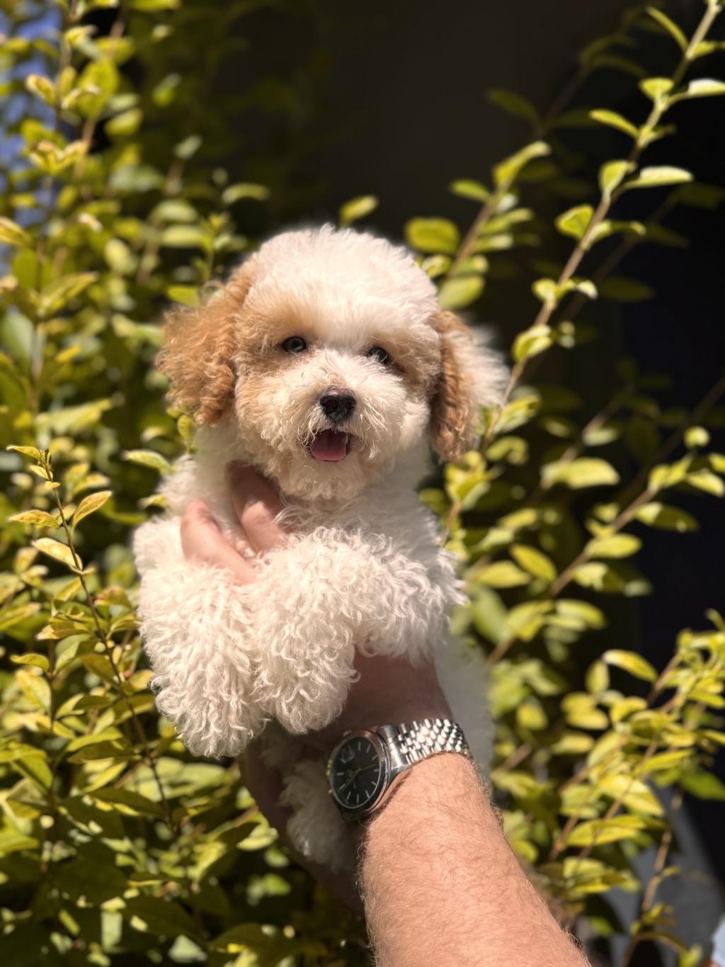 Party Color Toy Poodle Yavrumuz | Petcim.com - 1272705