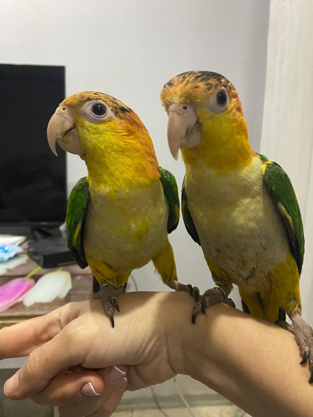 Yavru Ve Yetişkin Caigue Papağanlarımız | Petcim.com - 1316009