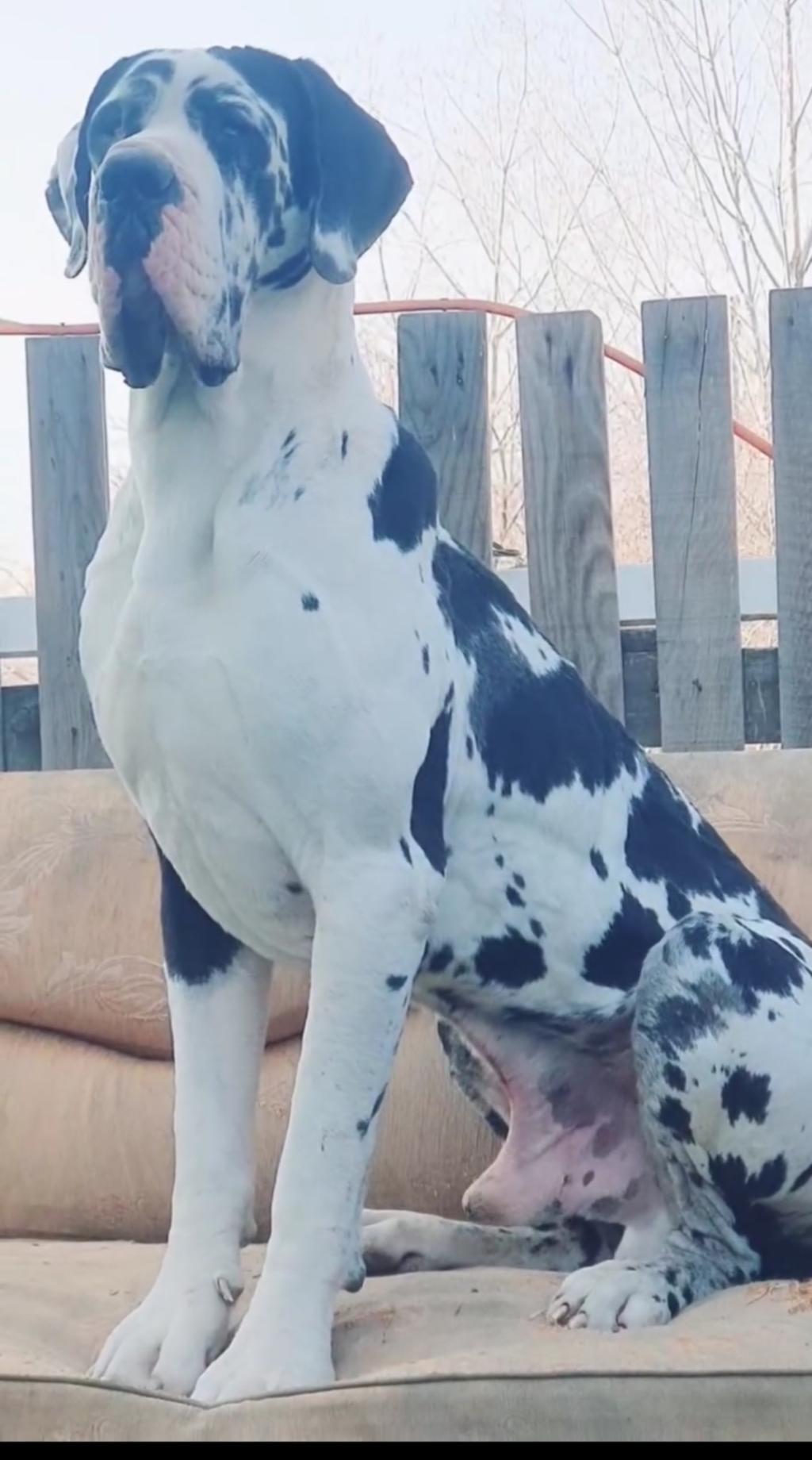 Great Dane A Şecereli Danua | Petcim.com - 1207185