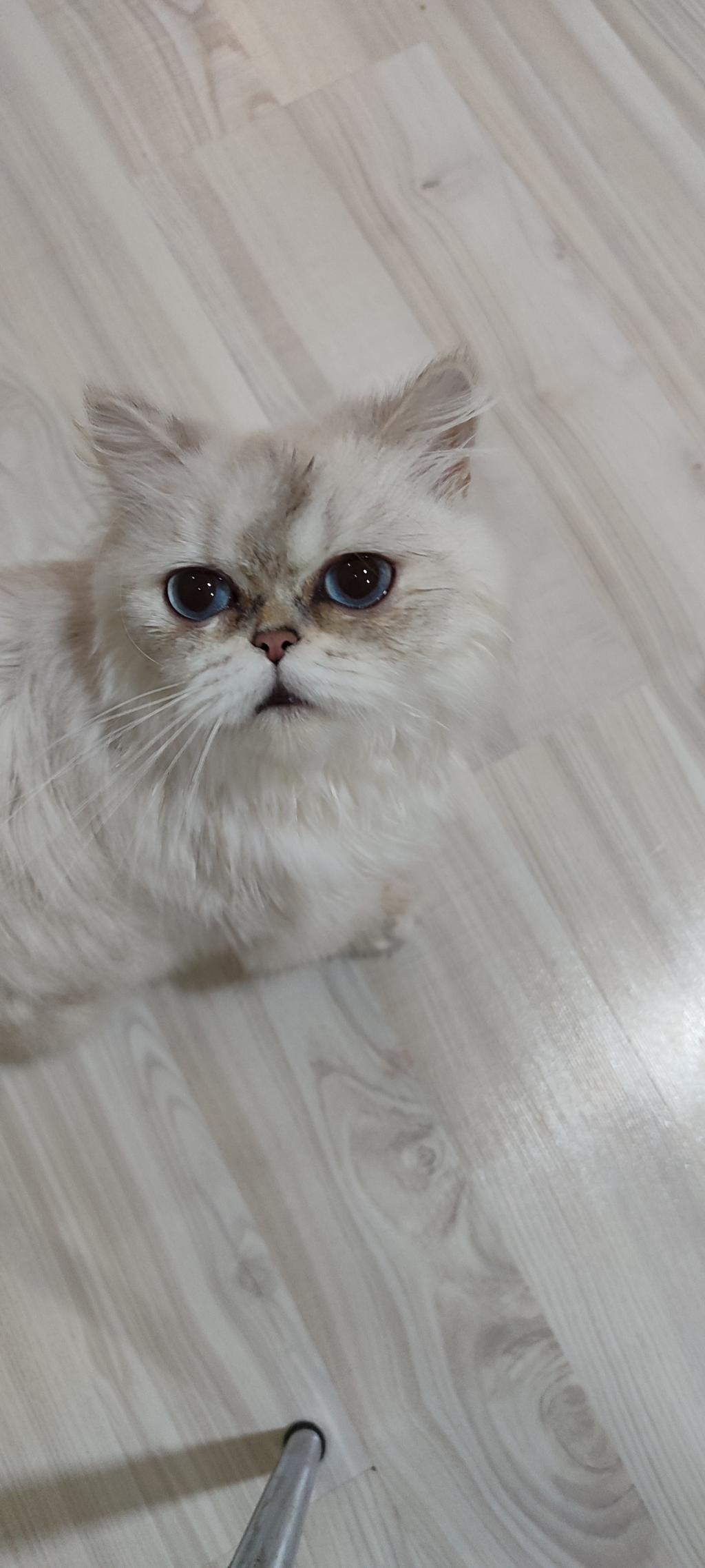 Orjinal Silver Ful Taşıyıcı As1133 Dişi British Longhair | Petcim.com ...