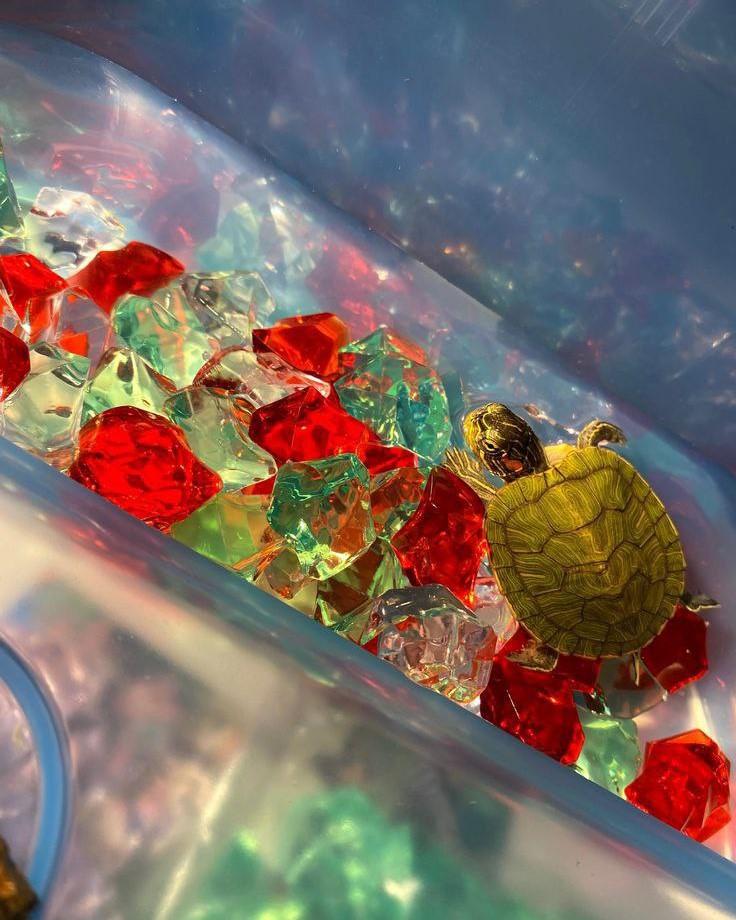 Su Kaplumbağası Donatello Yavrusu | Petcim.com - 1317928