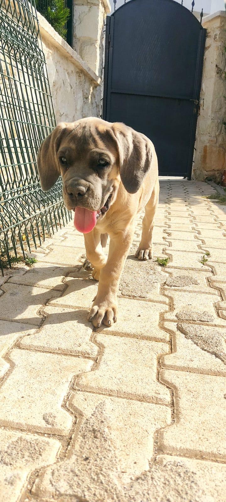 Dev Dişi Aslan Cane Corso | Petcim.com - 873500