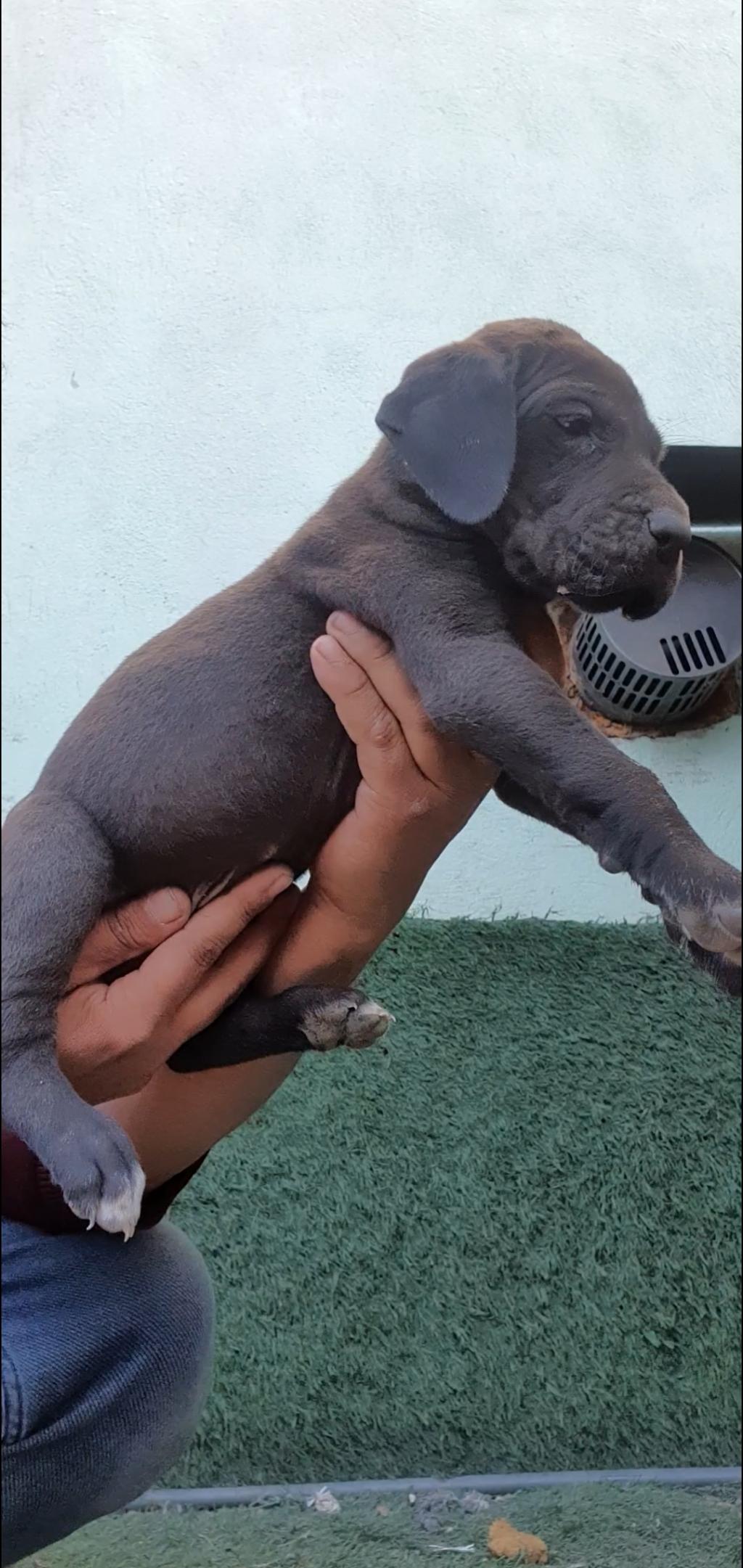 Great Dane (Danua A Şecereli) | Petcim.com - 1117936