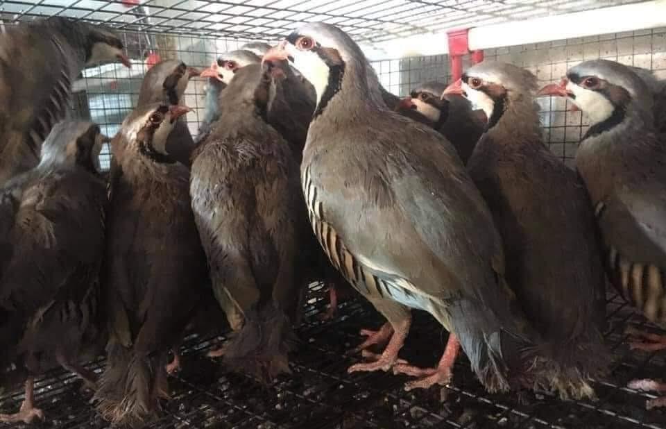 Damızlık Kınalı Keklik | Petcim.com - 1194101