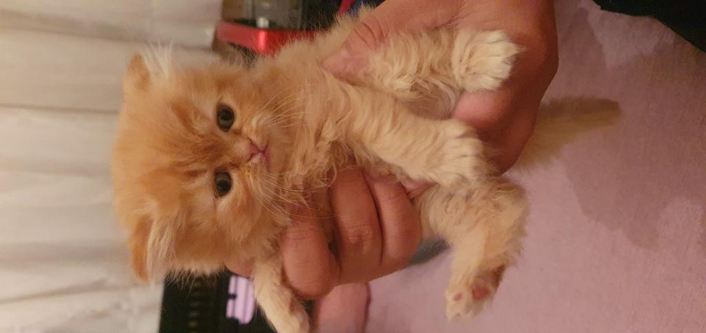 Sahiplendirilmeye Hazır İran Kedileri | Petcim.com - 738793