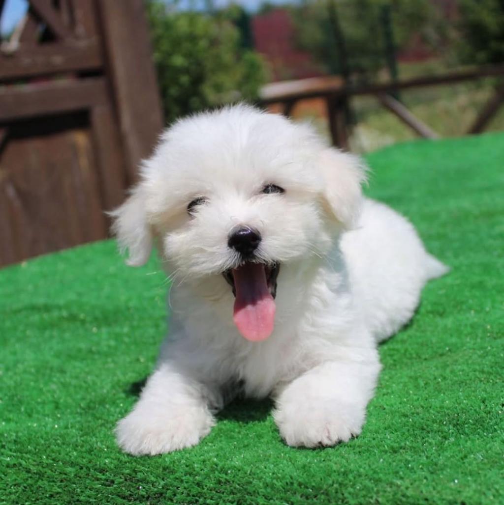 Korean Bichon Frise 1 Buçuk Kg | Petcim.com - 1176097
